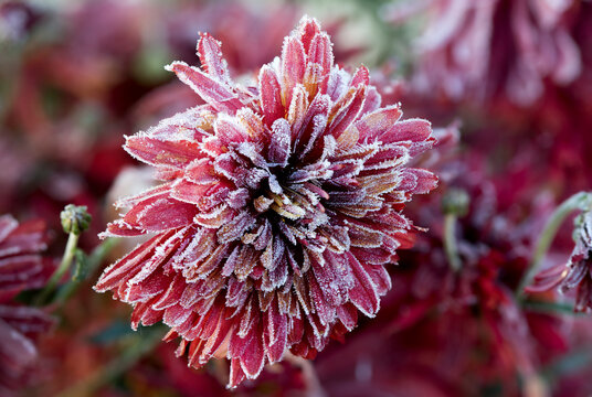 Frostblumen Bilder – Durchsuchen 203,459 Archivfotos, Vektorgrafiken ...
