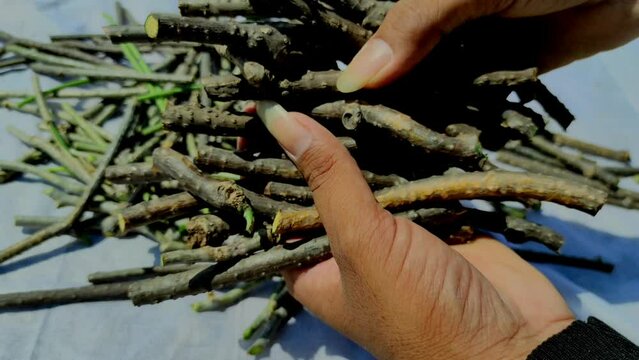 Giloy Images – Browse 174 Stock Photos, Vectors, and Video | Adobe Stock