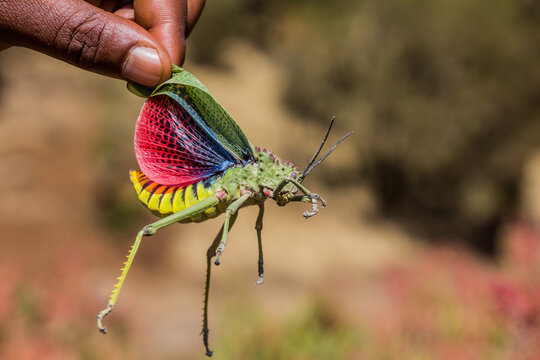 "Rainbow Milkweed Locust" Bilder – Durchsuchen 67 Archivfotos ...