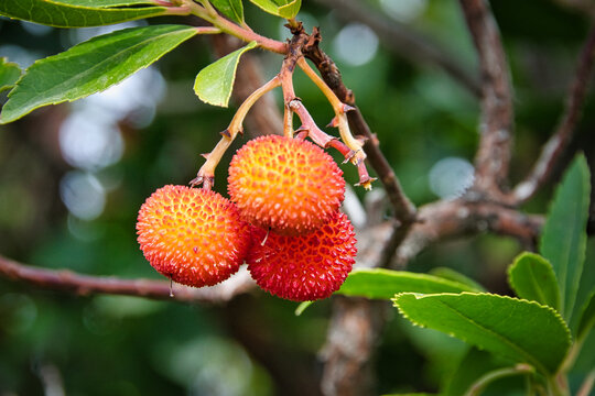 "Strawberry Tree" Images – Browse 3,852 Stock Photos, Vectors, and ...