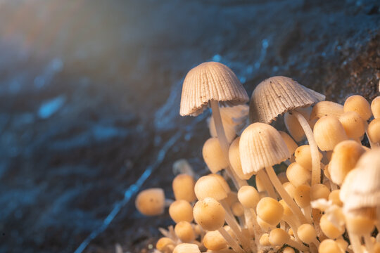 Giftpilz Bilder – Durchsuchen 172,246 Archivfotos, Vektorgrafiken und ...