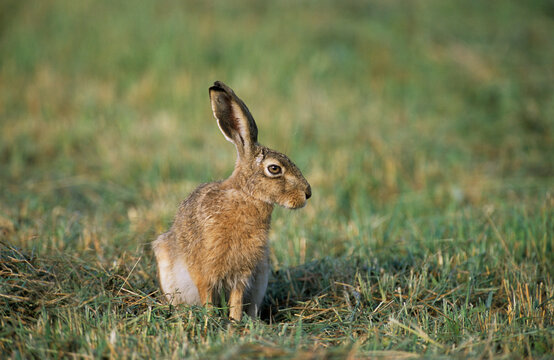Lagomorphe Images – Parcourir 4,972 le catalogue de photos, vecteurs et ...