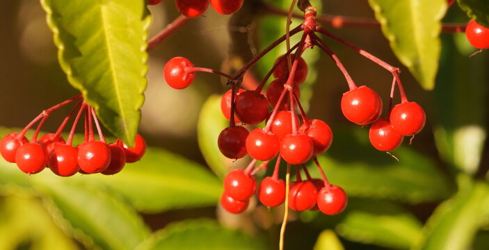 Imagens de Spiceberry – Explore Fotografias do Stock, Vetores e Vídeos ...