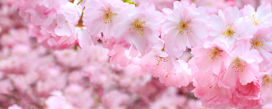 "Sakura Banner" Images – Browse 64 Stock Photos, Vectors, and Video ...