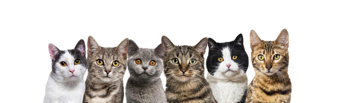 "Group Of Cats" Bilder – Durchsuchen 604 Archivfotos, Vektorgrafiken ...