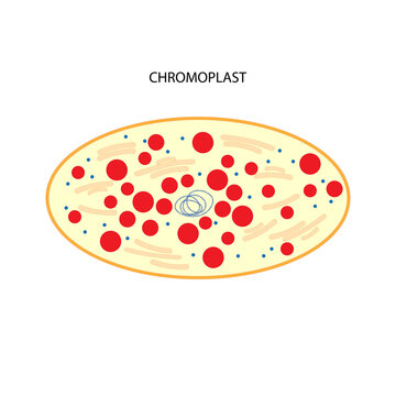 Chromoplast