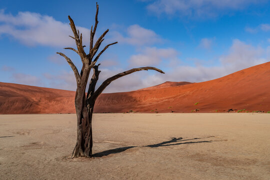 Kameeldoring bilder – Bläddra bland 1,669 stockfoton, vektorer och ...