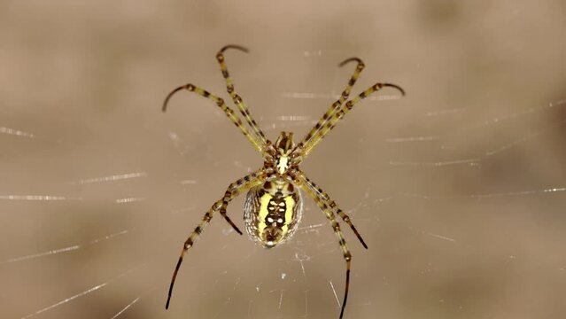 "Writing Spider" Images – Browse 320 Stock Photos, Vectors, and Video ...