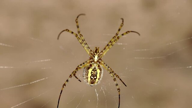 "Writing Spider" Images – Browse 320 Stock Photos, Vectors, and Video ...