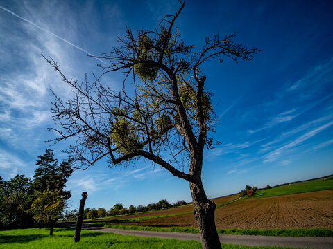 Magnoliopsida 이미지 – 찾아보기 9,728 스톡 사진, 벡터 및 비디오 | Adobe Stock