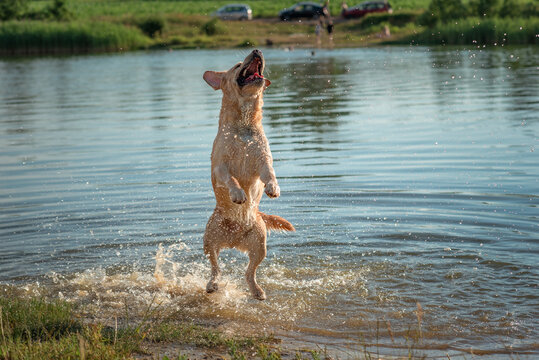 Frolicing Bilder – Durchsuchen 15,362 Archivfotos, Vektorgrafiken und ...