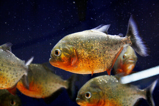 Red Belly Piranha Fish Tank