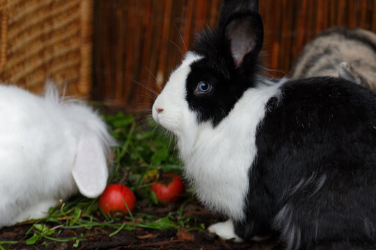 Zwerghasen Images – Browse 35 Stock Photos, Vectors, and Video | Adobe ...