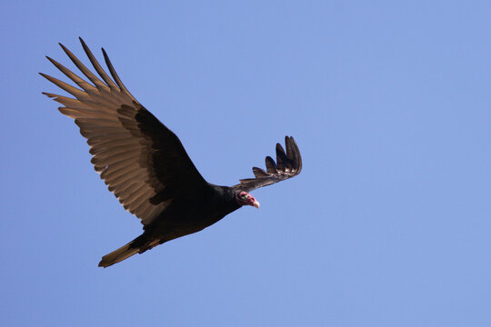 Imágenes de Zopilote: descubre bancos de fotos, ilustraciones, vectores ...
