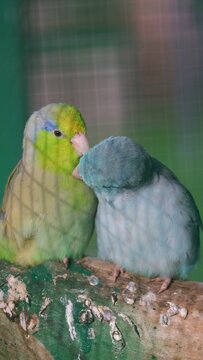 รูปภาพParrotlet – เลือกดูภาพถ่ายสต็อก เวกเตอร์ และวิดีโอ712 | Adobe Stock