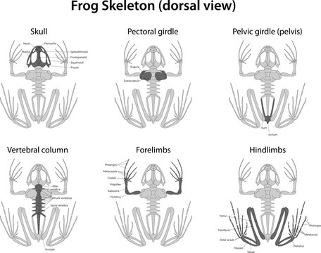 Frog Skeleton Pelvic Girdle