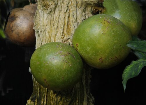Copinol Fruit