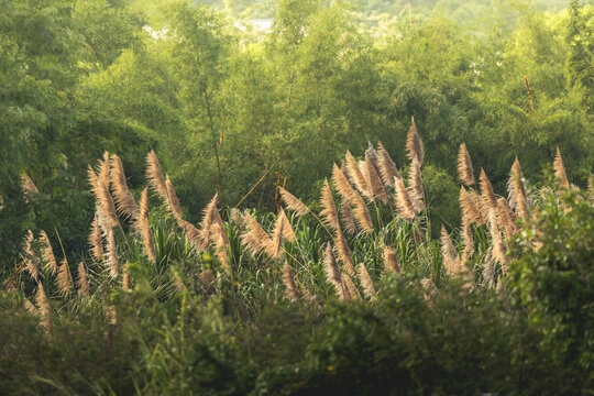 Imagens de Gynerium – Explore Fotografias do Stock, Vetores e Vídeos de ...