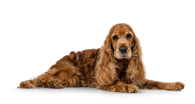 Spaniel White Background Images – Browse 26,086 Stock Photos, Vectors ...