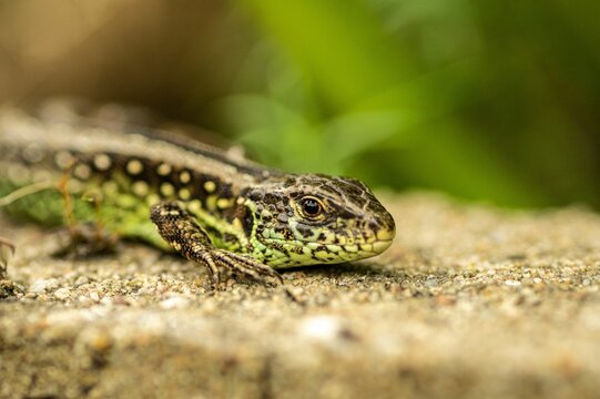 รูปภาพLacertid – เลือกดูภาพถ่ายสต็อก เวกเตอร์ และวิดีโอ28,890 | Adobe Stock