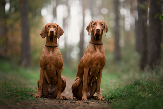 "Pointing Dog"-Bilder: Stock-Fotos & -Videos. | Adobe Stock