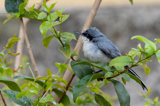 "Bird Isolated" Images – Browse 1,495 Stock Photos, Vectors, and Video ...