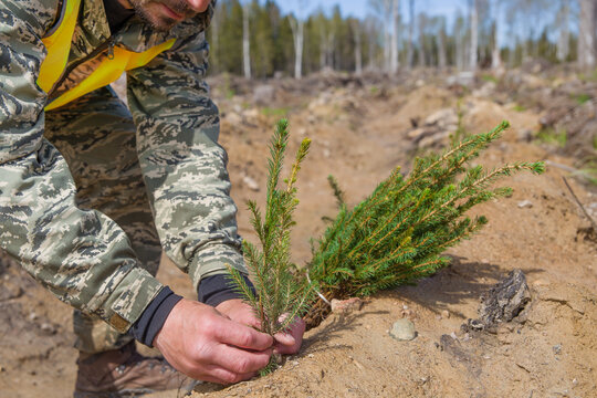 「Forestation」の画像 - 12,612 件の Stock 写真、ベクターおよびビデオ | Adobe Stock