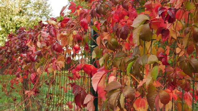 Vergiessen Bilder – Durchsuchen 5,571 Archivfotos, Vektorgrafiken und ...