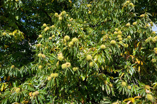 Sweet Chestnut Tree