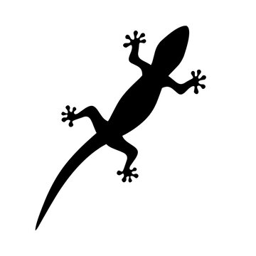 Lizard Silhouette