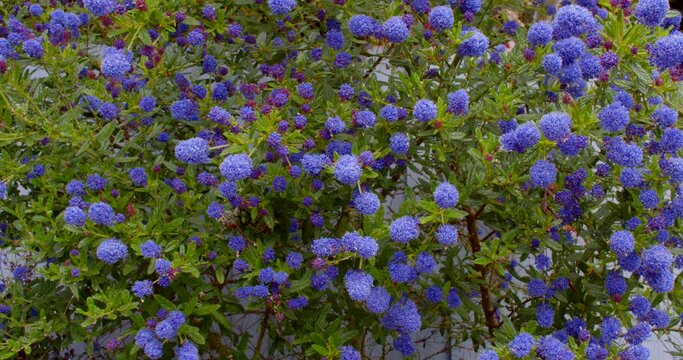 Ceanothus Images – Browse 854 Stock Photos, Vectors, and Video | Adobe ...