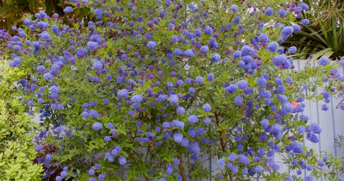 Ceanothus Images – Browse 854 Stock Photos, Vectors, and Video | Adobe ...