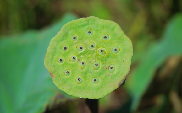 "Lotus Pod" Images – Browse 326 Stock Photos, Vectors, and Video ...