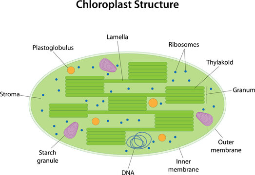 Thylakoid Diagram
