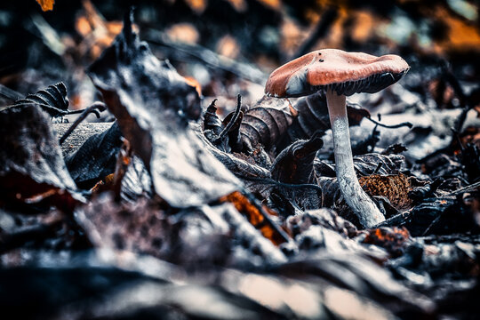 Brandwunde bilder – Bläddra bland 7,810 stockfoton, vektorer och videor ...