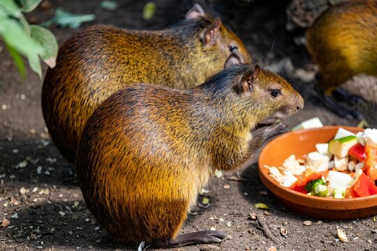 Sereque Bilder – Durchsuchen 1,524 Archivfotos, Vektorgrafiken und ...
