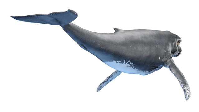 Finne Bilder – Durchsuchen 11,891 Archivfotos, Vektorgrafiken und ...