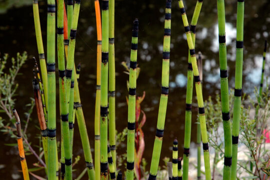 รูปภาพArthrophyta – เลือกดูภาพถ่ายสต็อก เวกเตอร์ และวิดีโอ454 | Adobe Stock