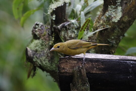 Imágenes de Guatin: descubre bancos de fotos, ilustraciones, vectores y ...