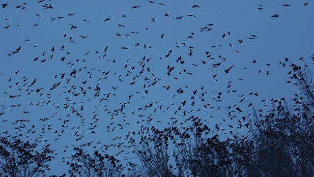 "Birds On Tree"-Bilder: Stock-Fotos & -Videos. | Adobe Stock