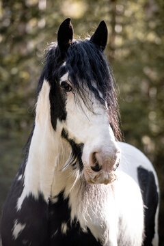 Schnurri Images – Browse 55 Stock Photos, Vectors, and Video | Adobe Stock