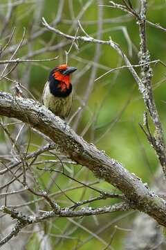 Scavangers Images – Browse 43 Stock Photos, Vectors, and Video | Adobe ...