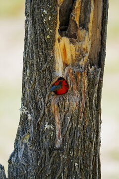 Scavangers Images – Browse 50 Stock Photos, Vectors, and Video | Adobe ...