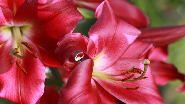 Imagens de Antera – Explore Fotografias do Stock, Vetores e Vídeos de ...