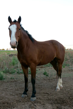 รูปภาพPotrillo – เลือกดูภาพถ่ายสต็อก เวกเตอร์ และวิดีโอ1,526 | Adobe Stock