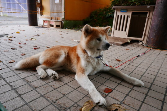 A Large Dog Breed From Northern Japan