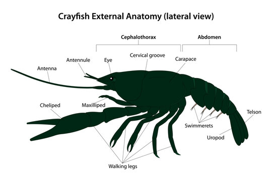 Crayfish Cheliped