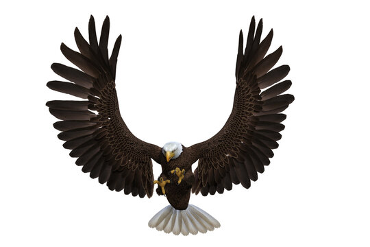 Diving Eagle Clipart