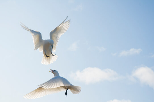 Ivory 이미지 – 찾아보기 155,372 스톡 사진, 벡터 및 비디오 | Adobe Stock