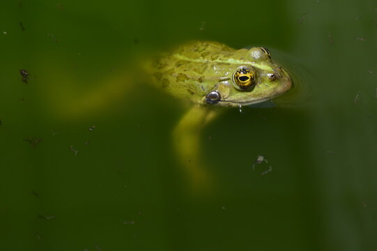 รูปภาพ"Green Frog" – เลือกดูภาพถ่ายสต็อก เวกเตอร์ และวิดีโอ17,097 ...